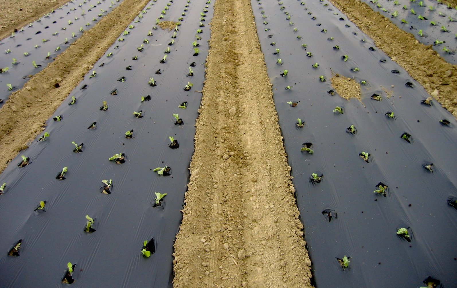 European Parliament supports use of biodegradable mulch films – European Bioplastics e.V.